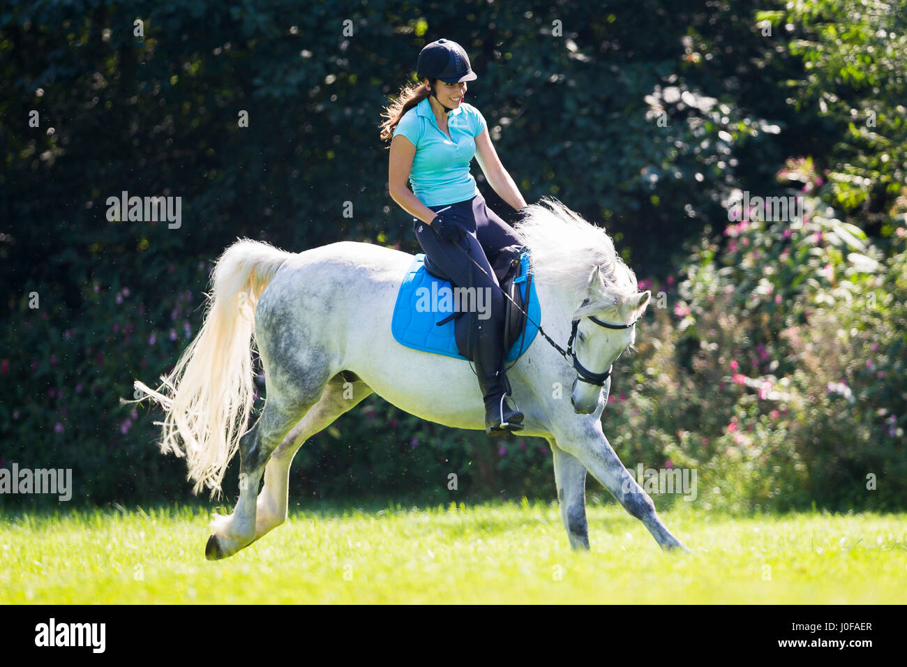 Connemara Pony. Young rider on back of a gray adult galloping in a ...
