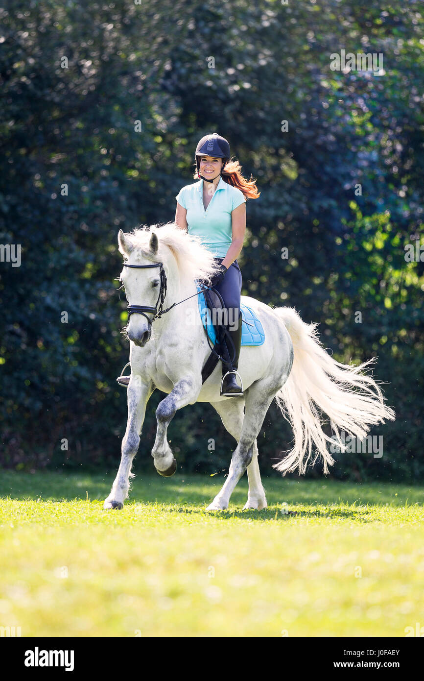 Connemara Pony. Young rider on back of a gray adult galloping in a ...