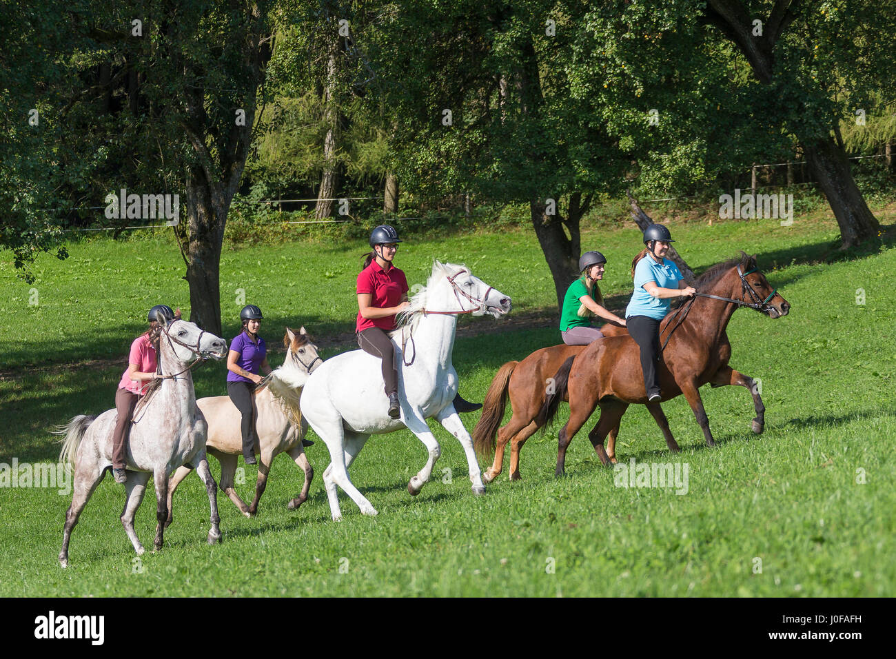 Group of riders on a cross-country ride galloping on a pasture. Austria ...
