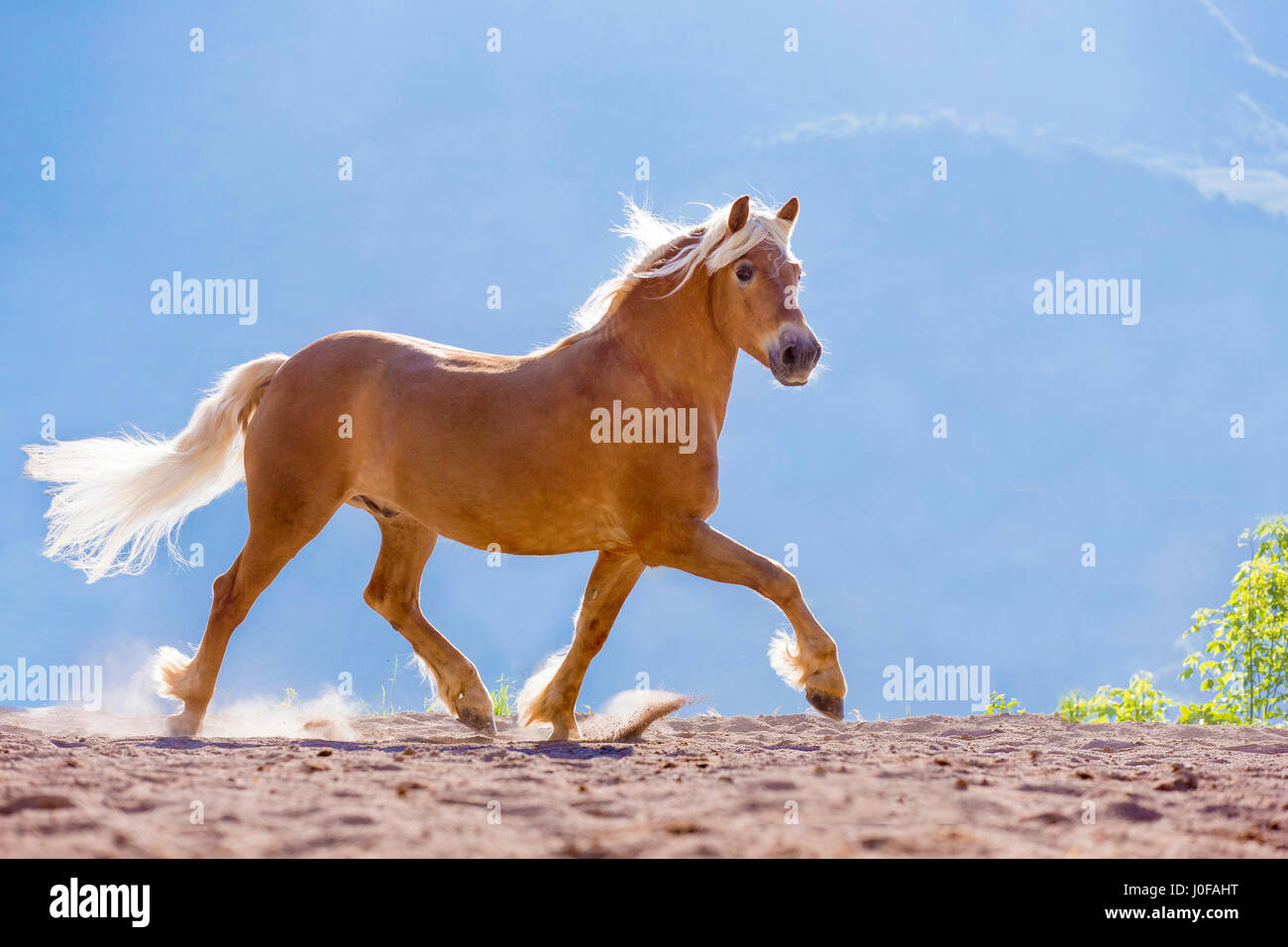 Haflinger Horse. Stallion trotting in a paddock. South Tyrol, Italy ...