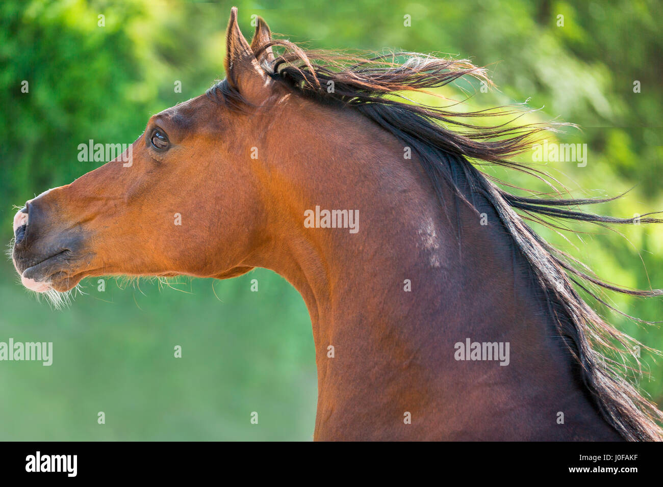 Arabian Horse. Portrait of bay gelding with mane flowing. Italy Stock ...