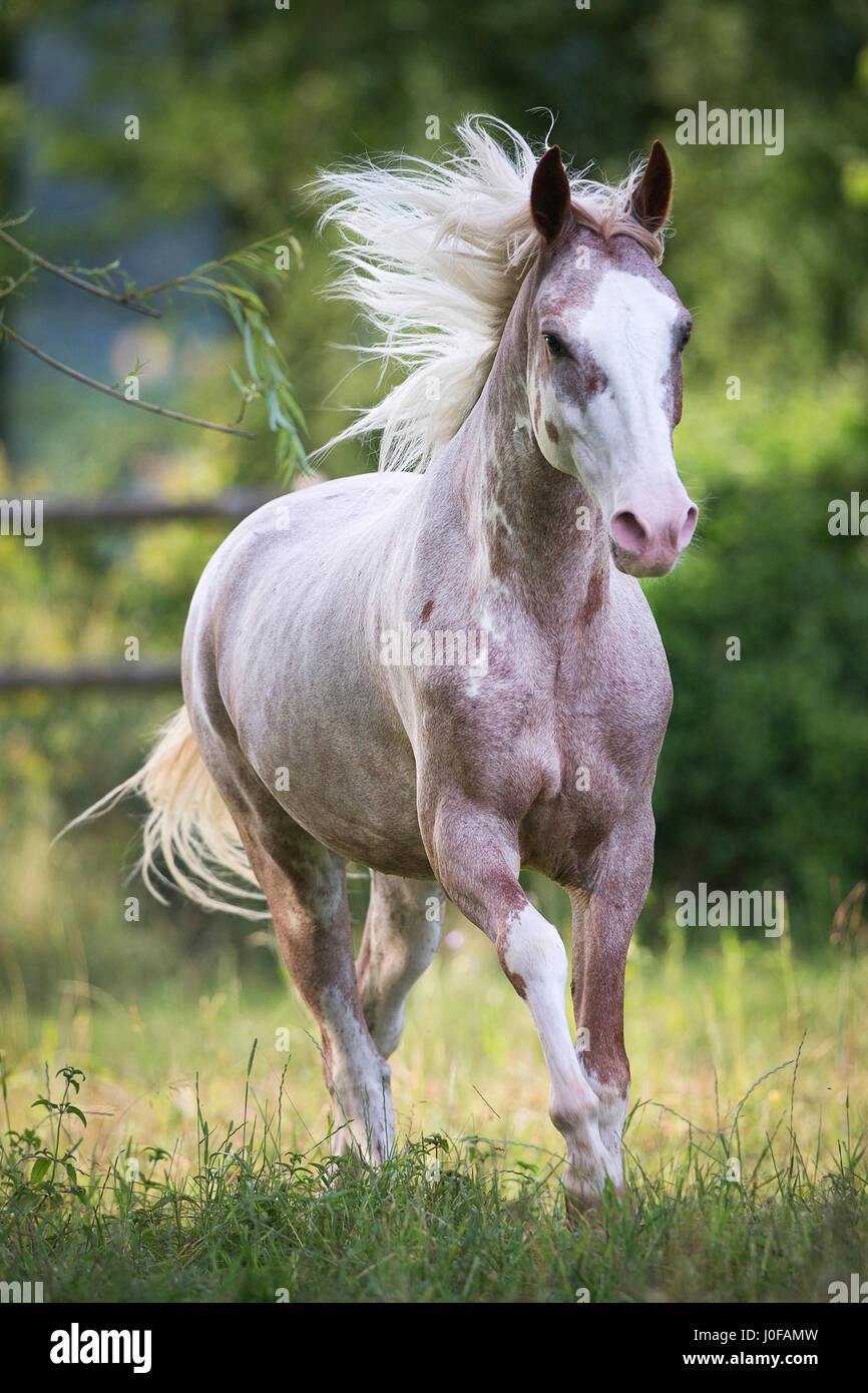 Missouri Fox Trotter. Strawberry roan gelding galloping on a pasture ...