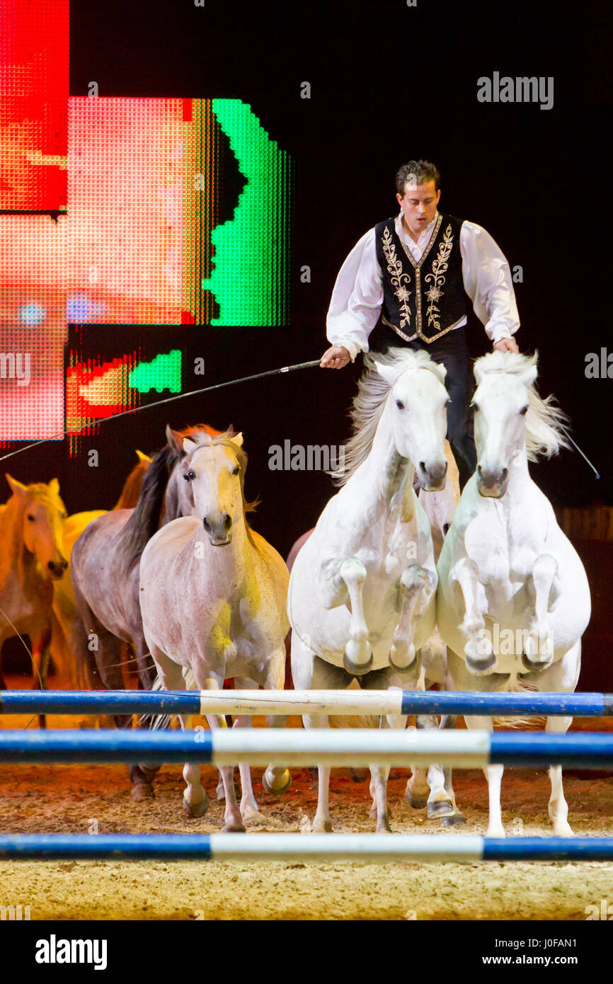 Lusitano. Artist Lorenzo vaulting on mares, jumping over an obstacle ...
