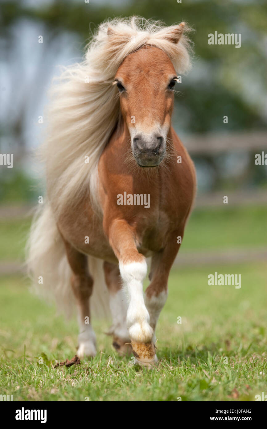 Falabella miniature horse. Chestnut gelding trotting on a meadow ...