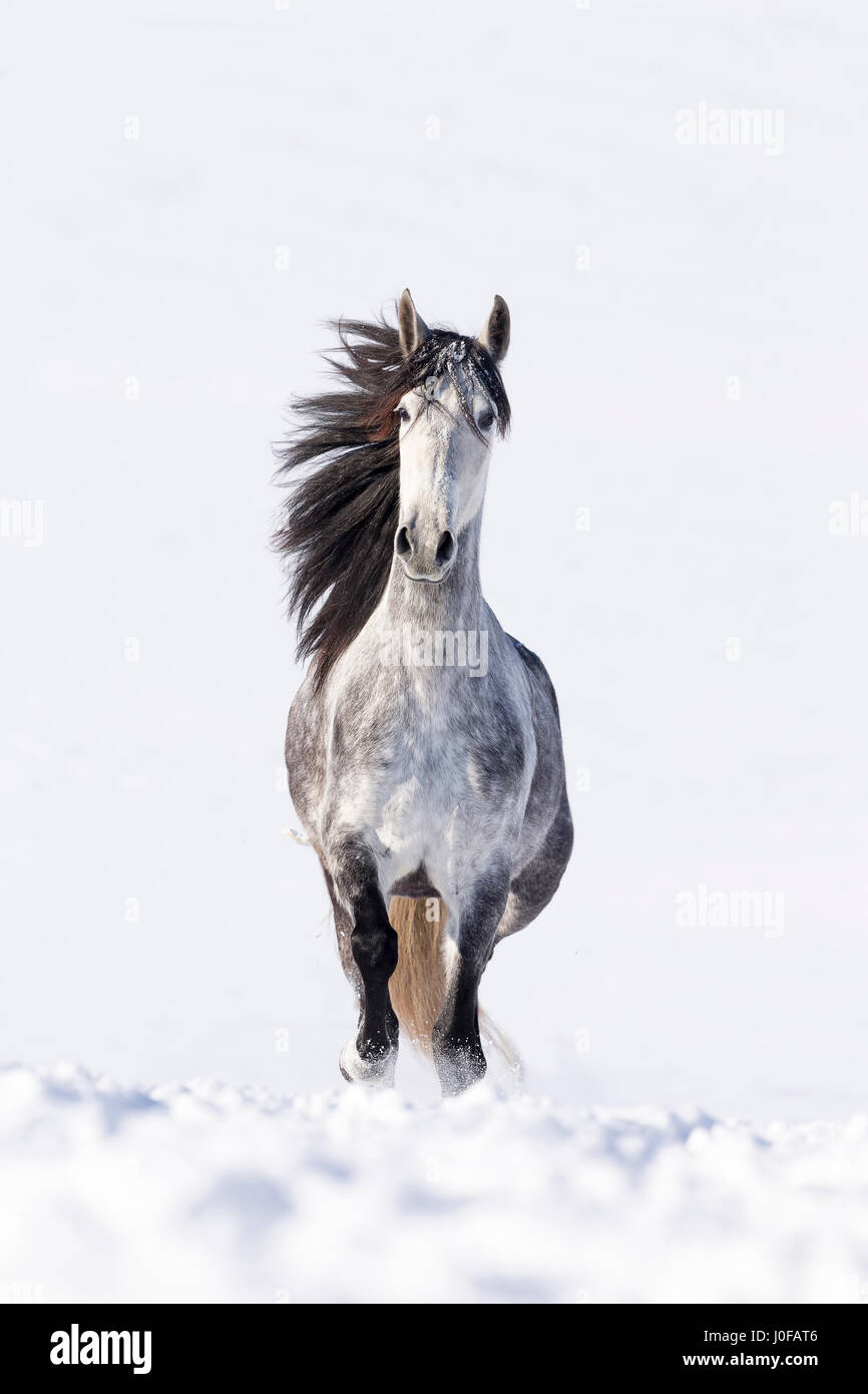 Pure Spanish Horse, Andalusian. Gray mare galloping in snow. Germany ...