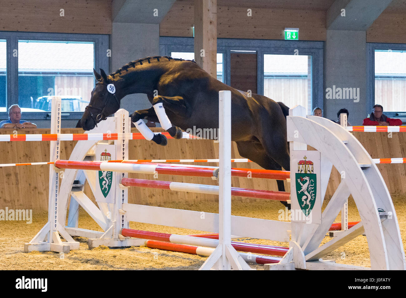Trakehner. Mare loose jumping during a conformation show. Germany Stock ...