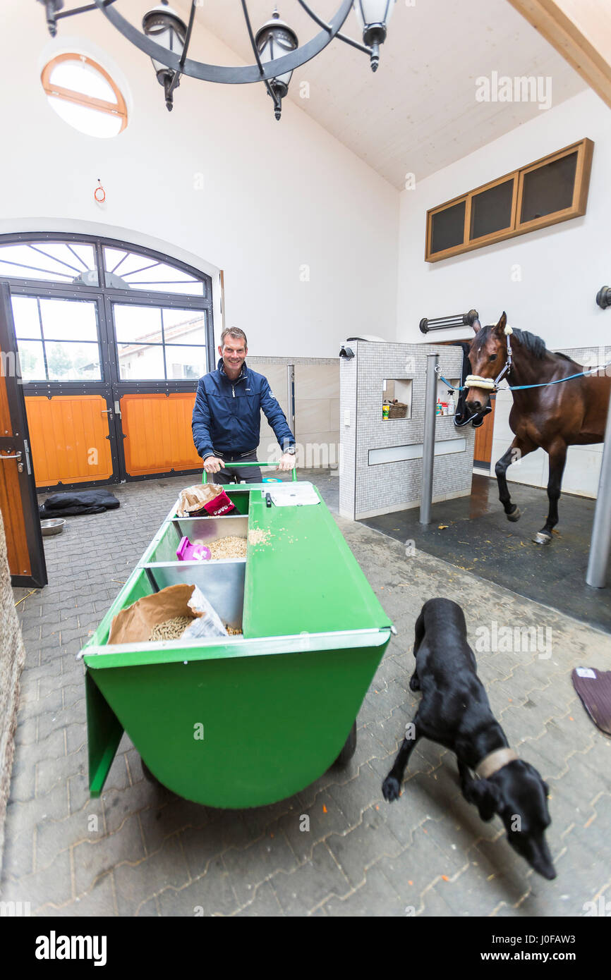 Groom with dog feeding horses in a stable. Germany Stock Photo - Alamy