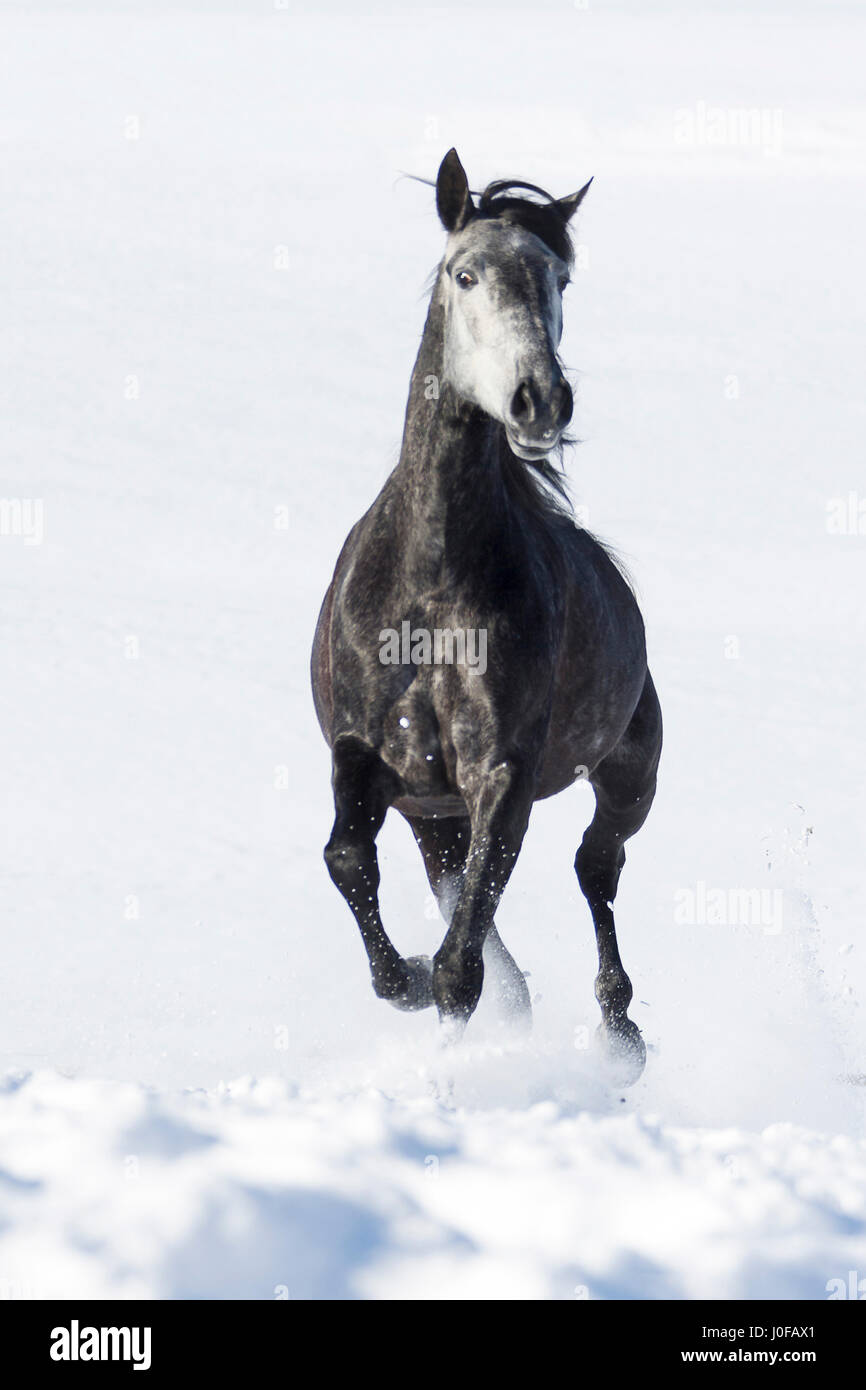 Pure Spanish Horse, Andalusian. Gray mare galloping in snow. Germany ...