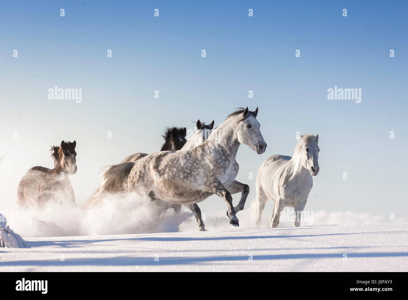Domestic horse. Mixed herd galloping on a snowy pasture. Germany Stock ...