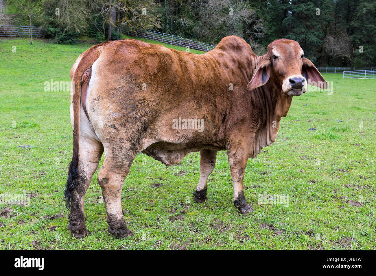 Brahman cattle hi-res stock photography and images - Alamy