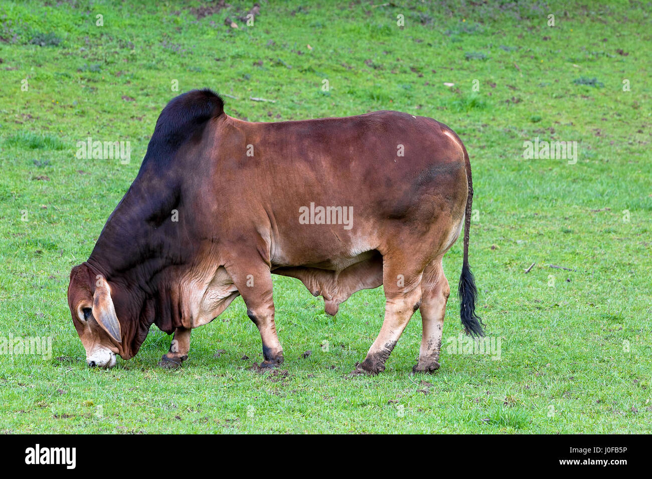Brahman Cattle grazing on green pasture at rural farmland in Oregon ...