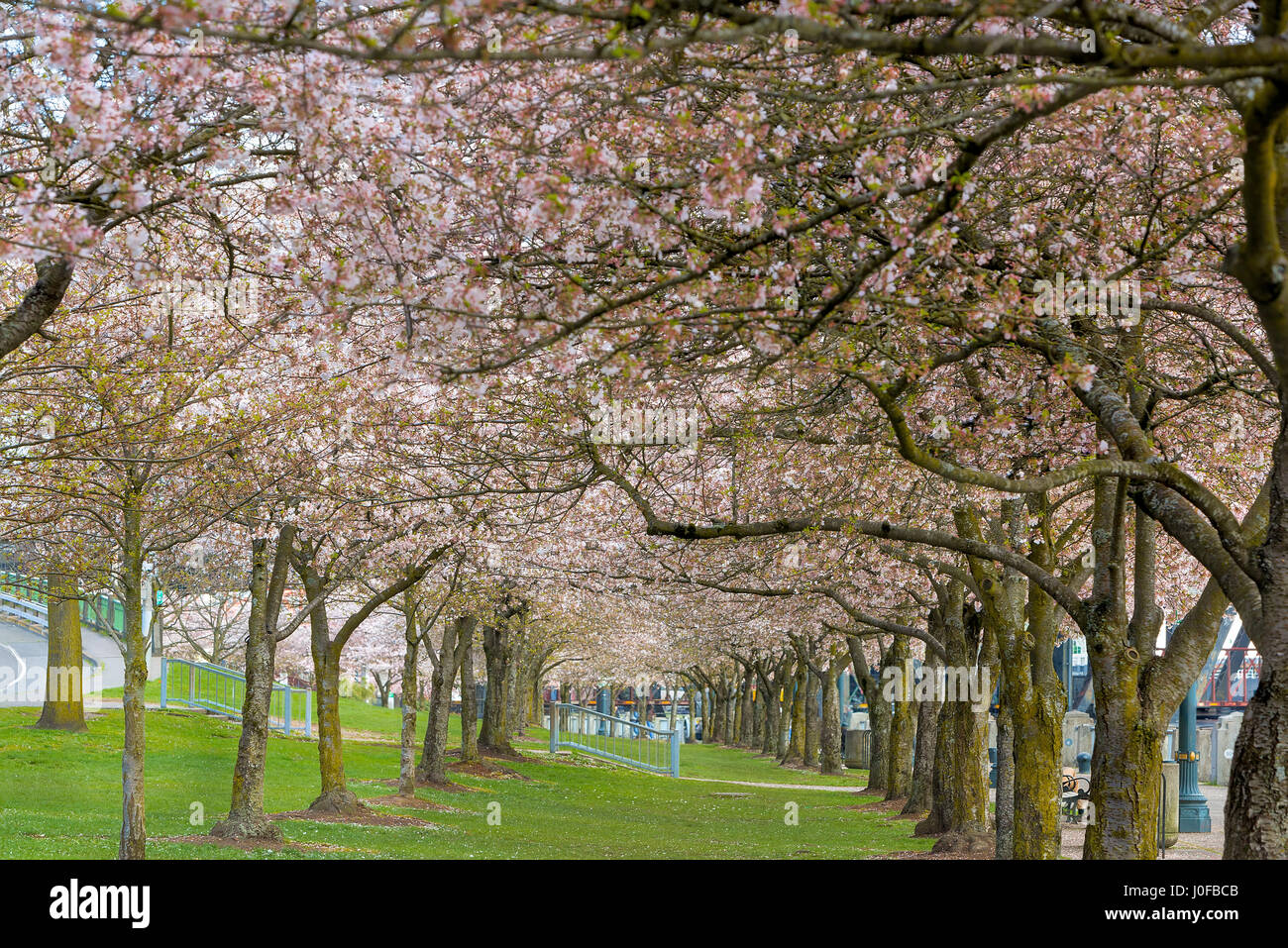 Rows of Cherry Blossom trees along Portland Oregon downtown waterfront ...