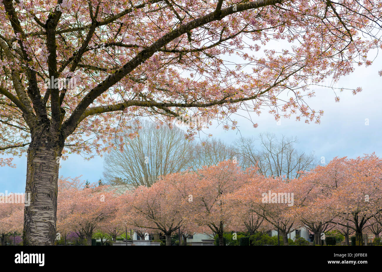 Cherry Blossom Trees in full bloom at garden parks in Oregon State ...