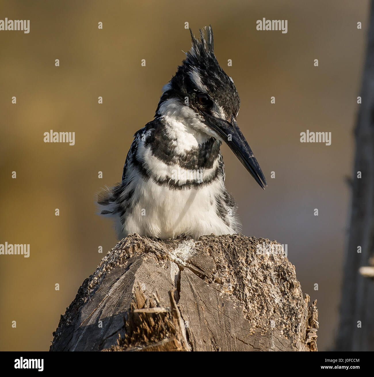 Rowley lake hi-res stock photography and images - Alamy