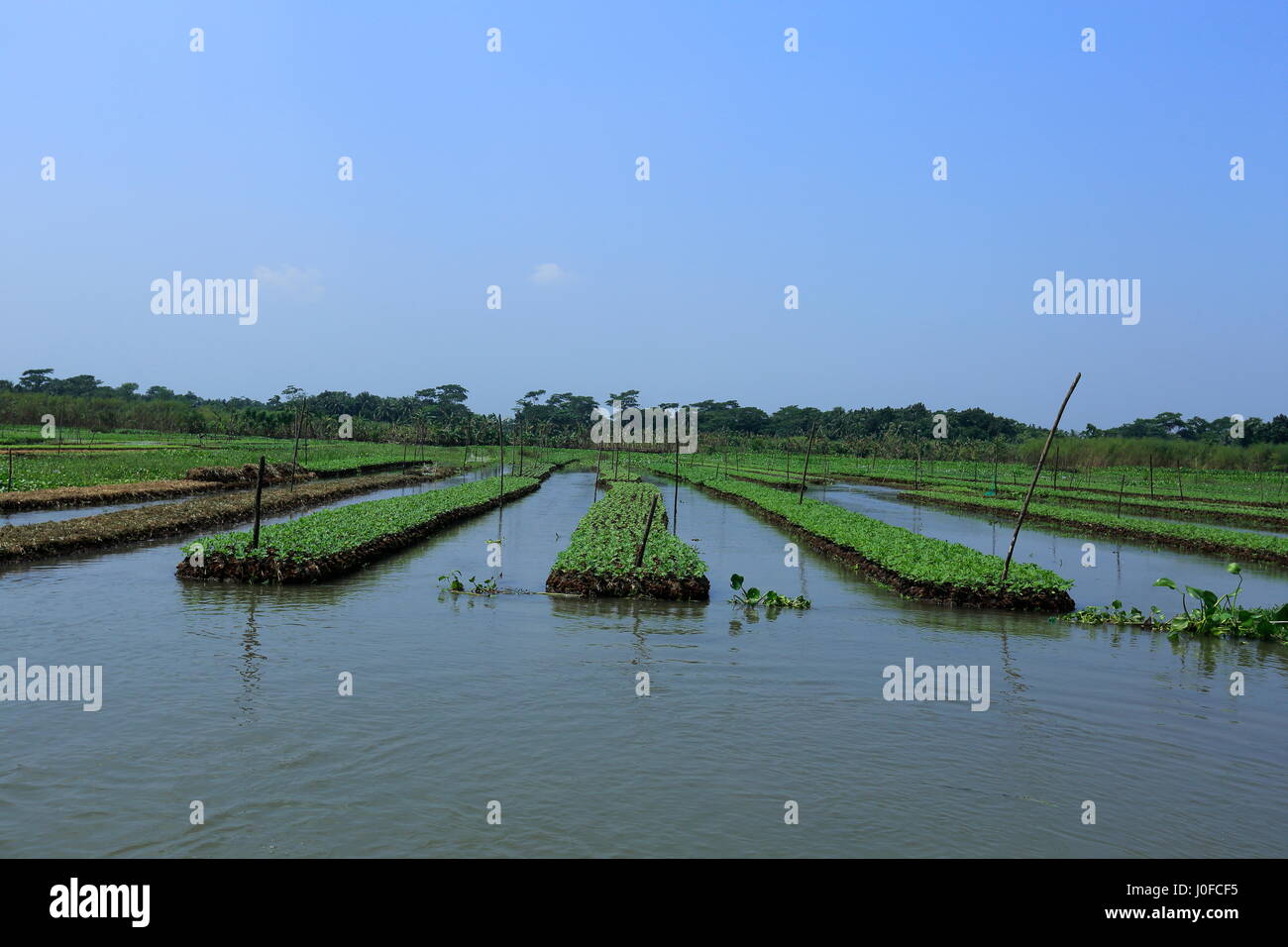 Vegetables growing on floating seedbeds made from water hyacinth at ...