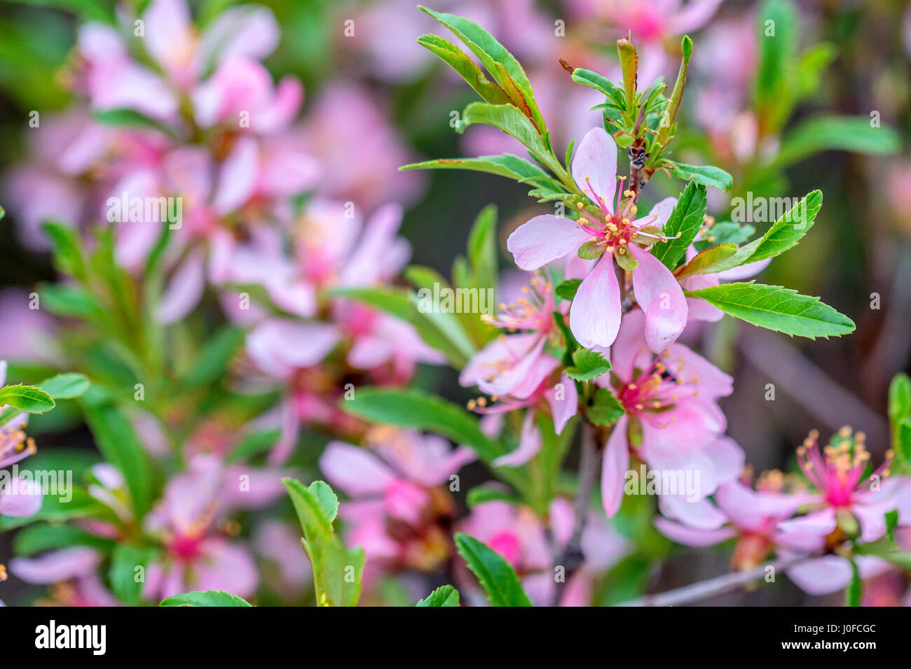 Wallpaper with blossoming of dwarf Russian almond or Prunus tenella in ...