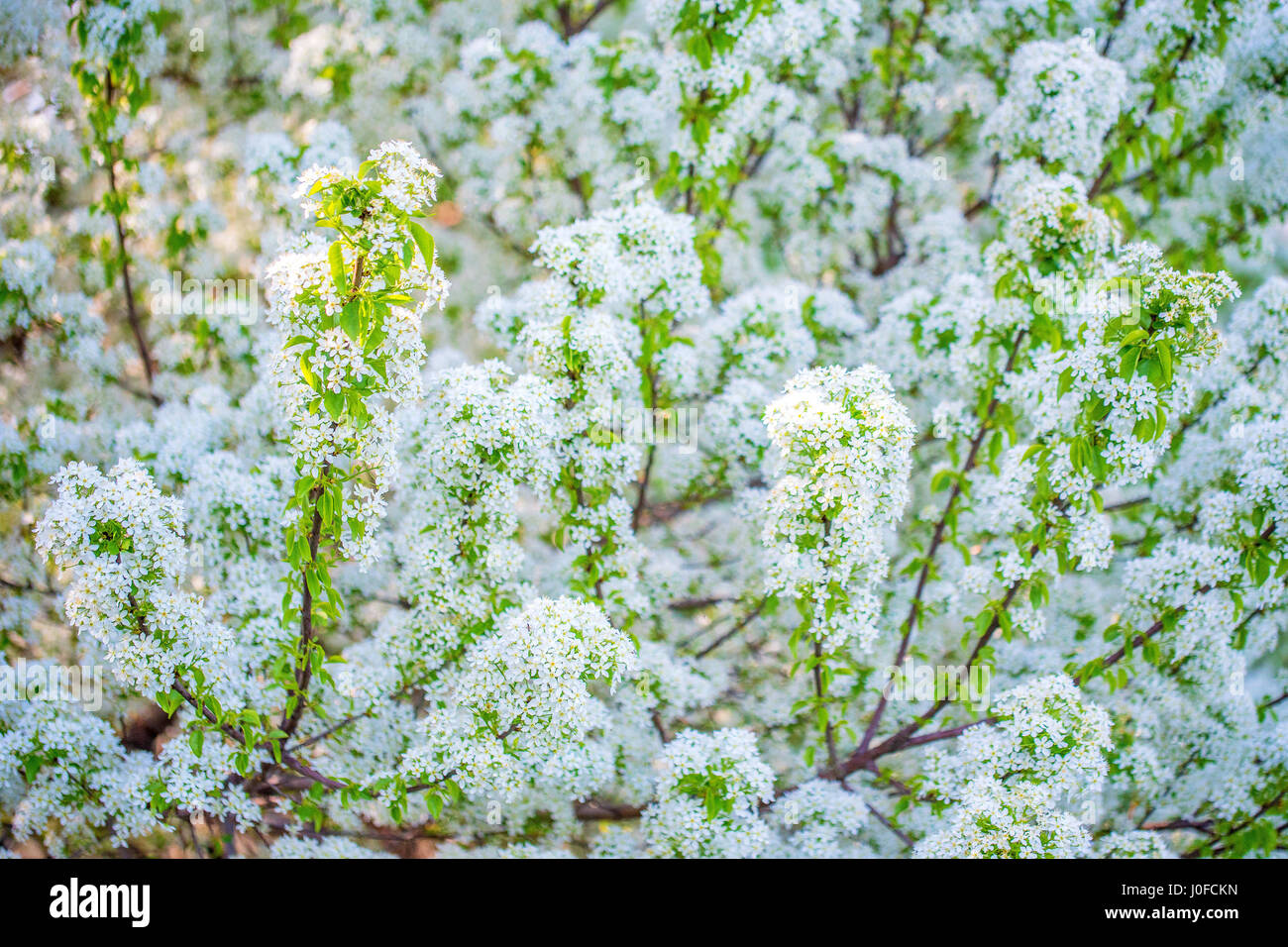 Sping bloom hi-res stock photography and images - Alamy