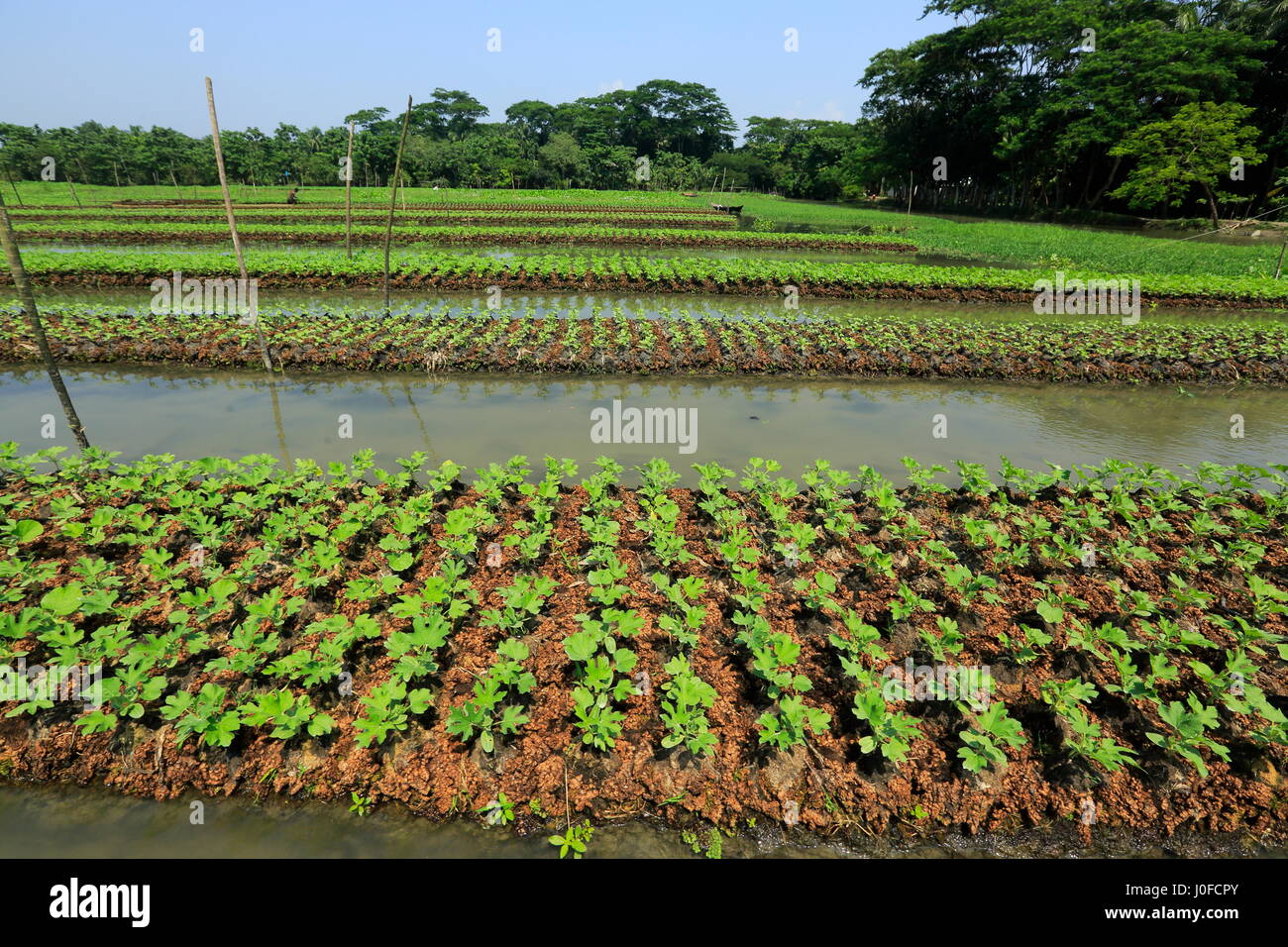Vegetables growing on floating seedbeds made from water hyacinth at ...