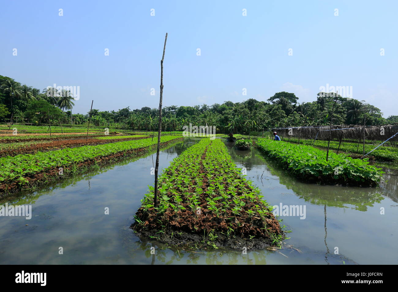 Vegetables growing on floating seedbeds made from water hyacinth at ...