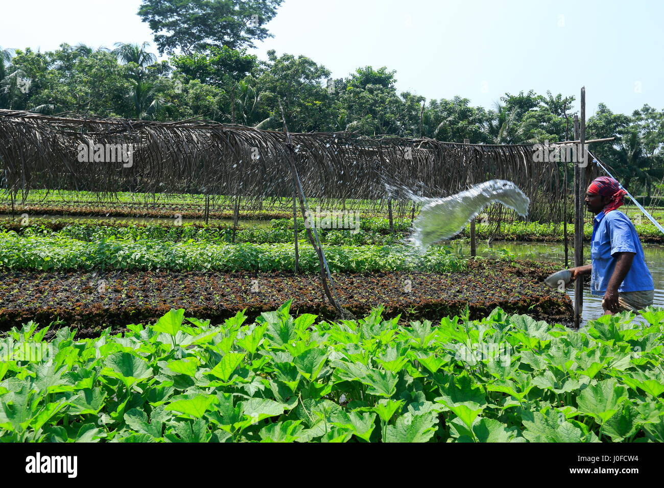 A farmer tends his floating seedbeds made from water hyacinth at ...