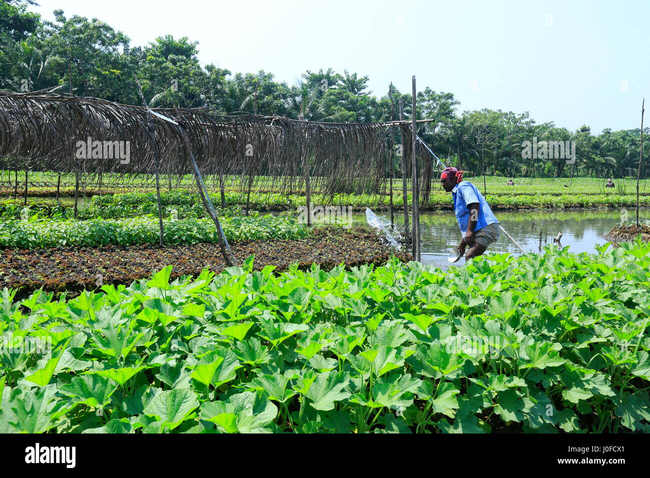 A farmer tends his floating seedbeds made from water hyacinth at ...