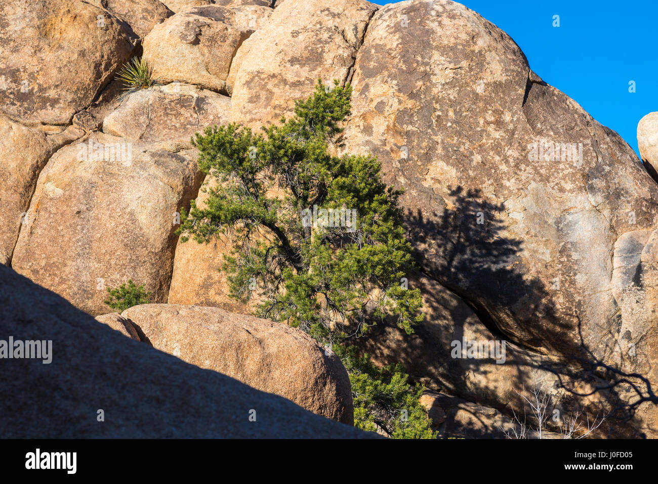 Pine tree among rock formations on the Barker Dam Loop Trail. Joshua ...