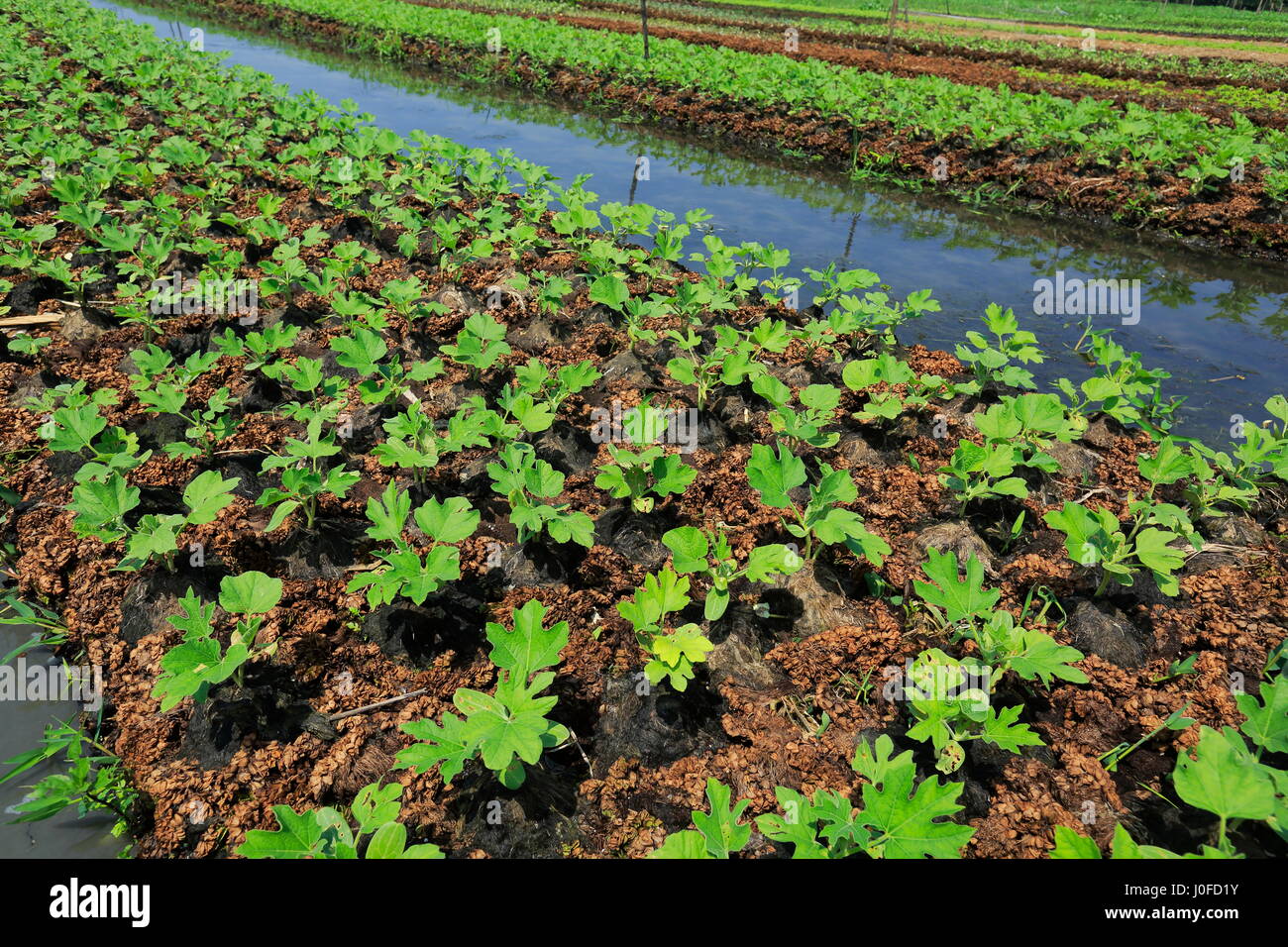 Vegetables growing on floating seedbeds made from water hyacinth at ...