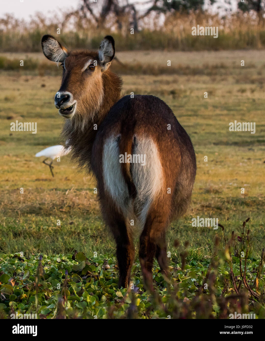 Uncle buck hi-res stock photography and images - Alamy