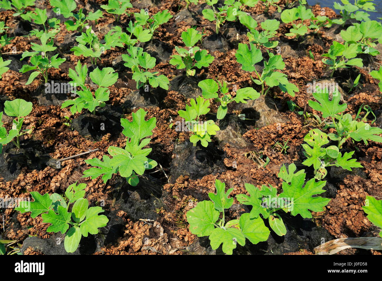 Floating seedbeds bangladesh hi-res stock photography and images - Alamy