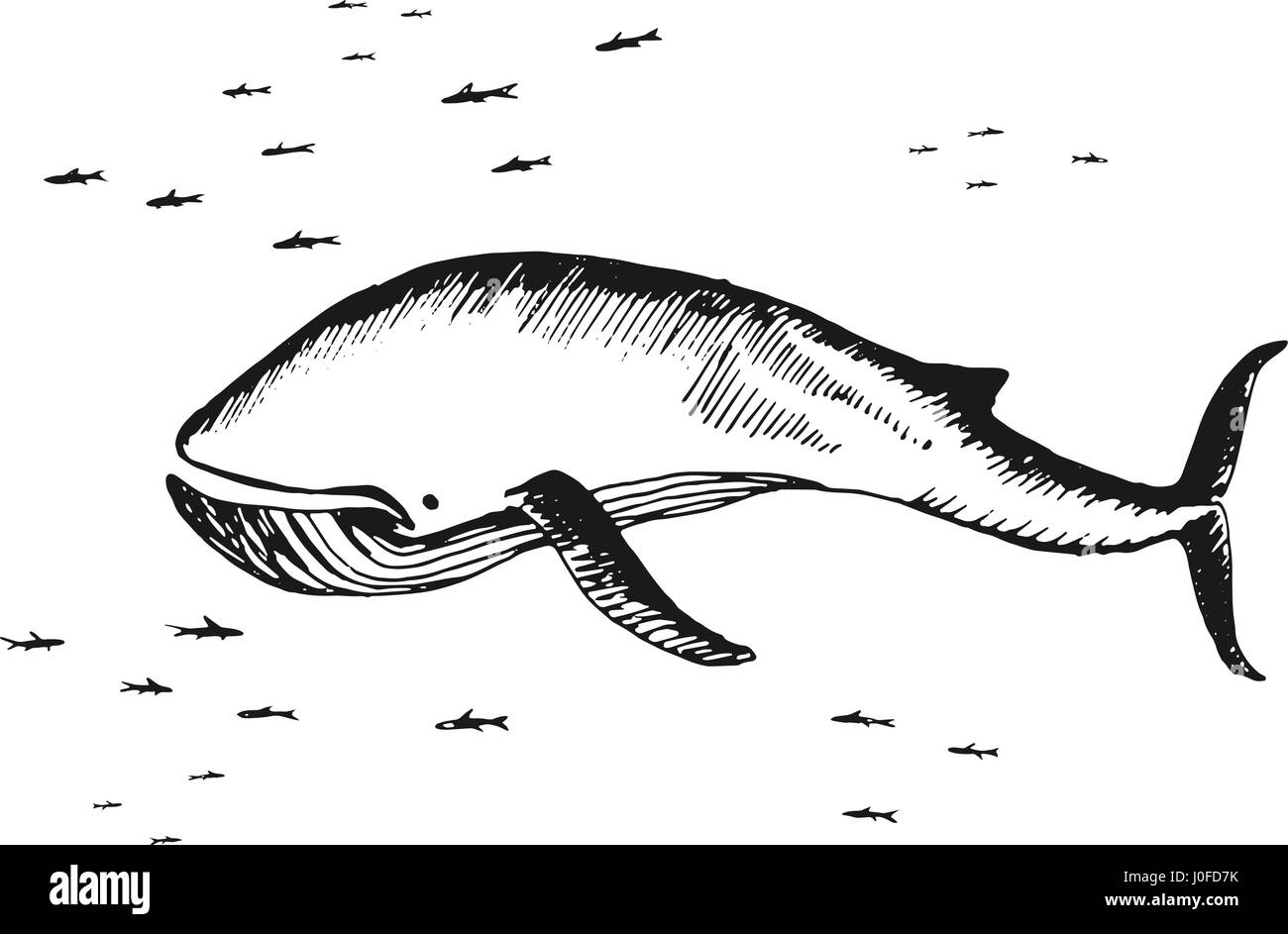 Whale sea animal Stock Vector Images - Alamy