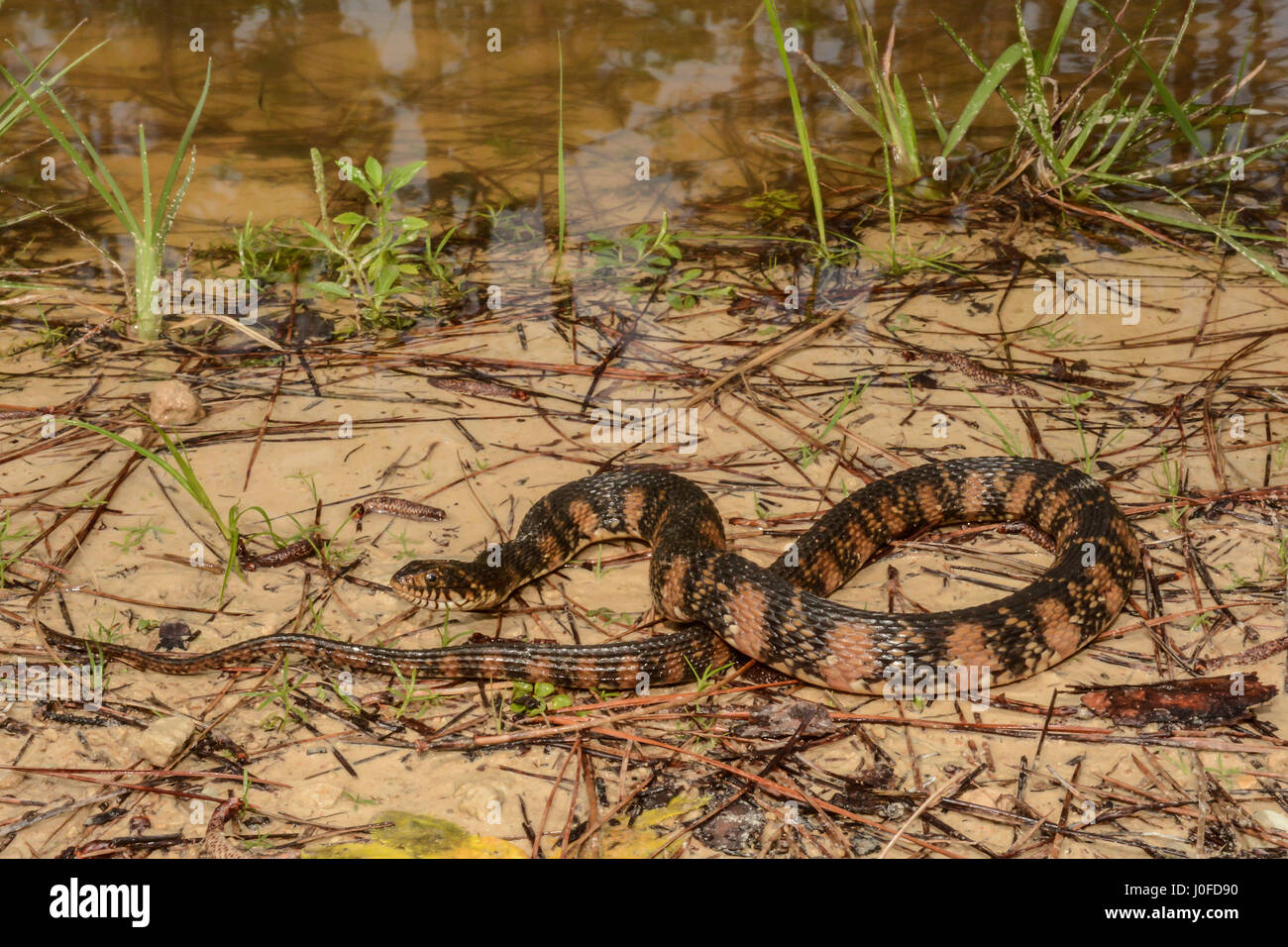 Banded water snake hi-res stock photography and images - Alamy