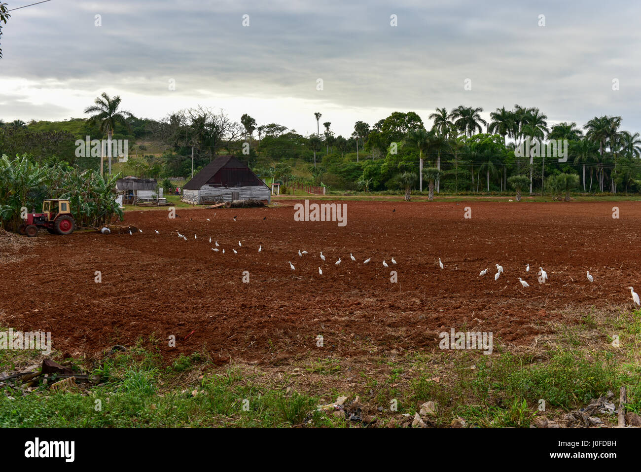 Cuban tractor hi-res stock photography and images - Alamy