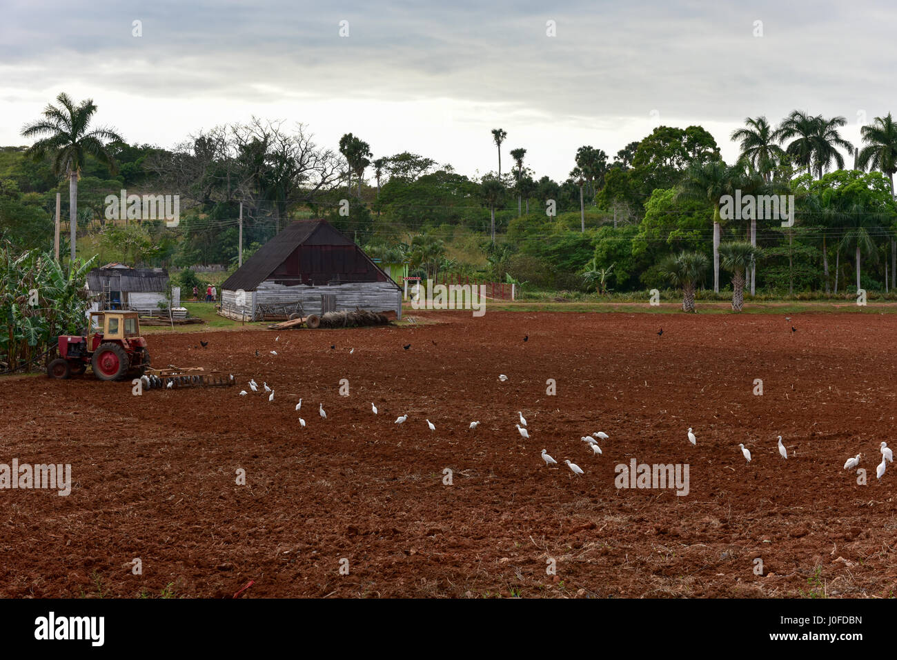 Cuban tractor hi-res stock photography and images - Alamy