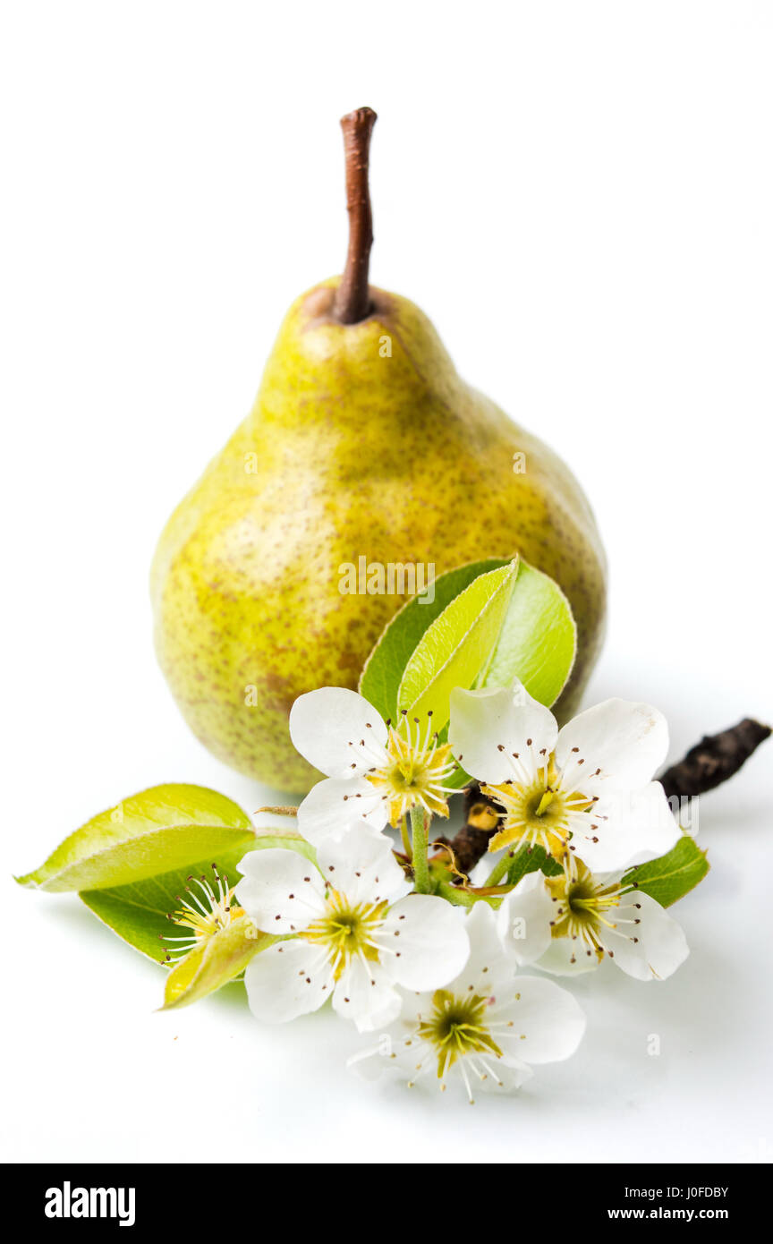 Pear tree bloom on Cut Out Stock Images & Pictures - Alamy