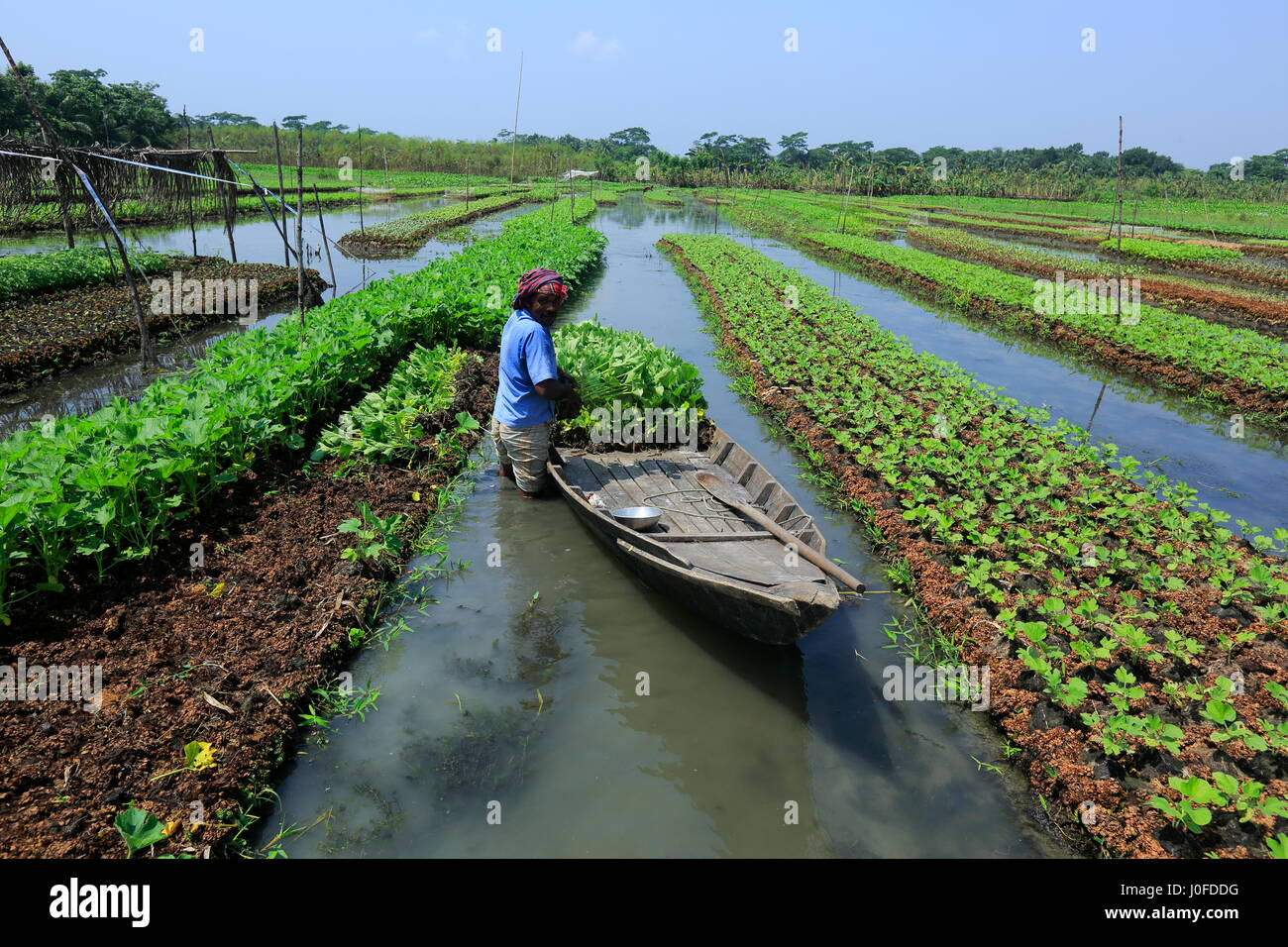 A farmer tends his floating seedbeds made from water hyacinth at ...