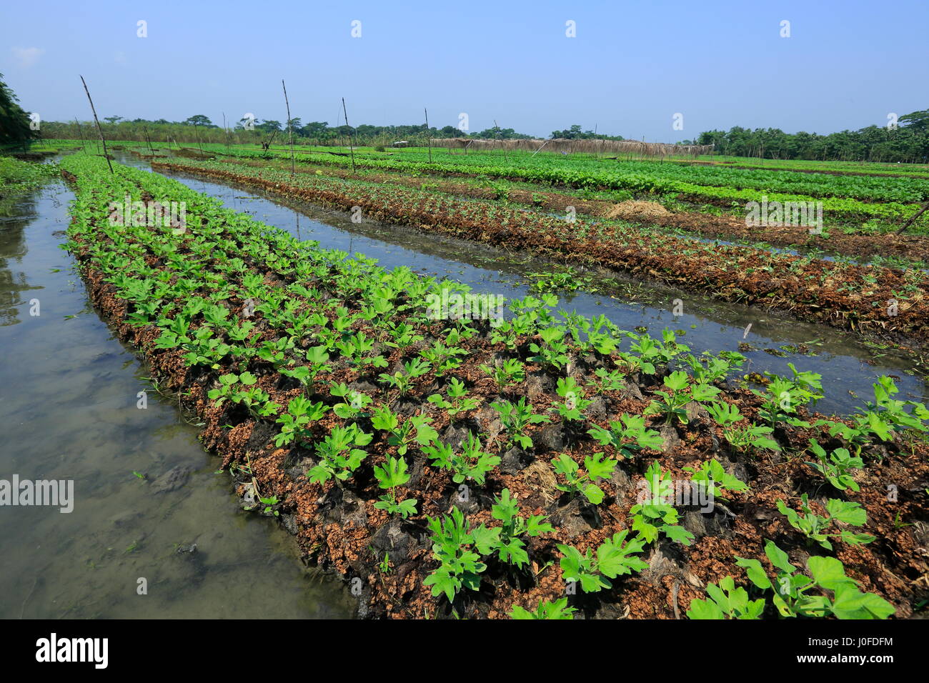 Vegetables growing on floating seedbeds made from water hyacinth at ...