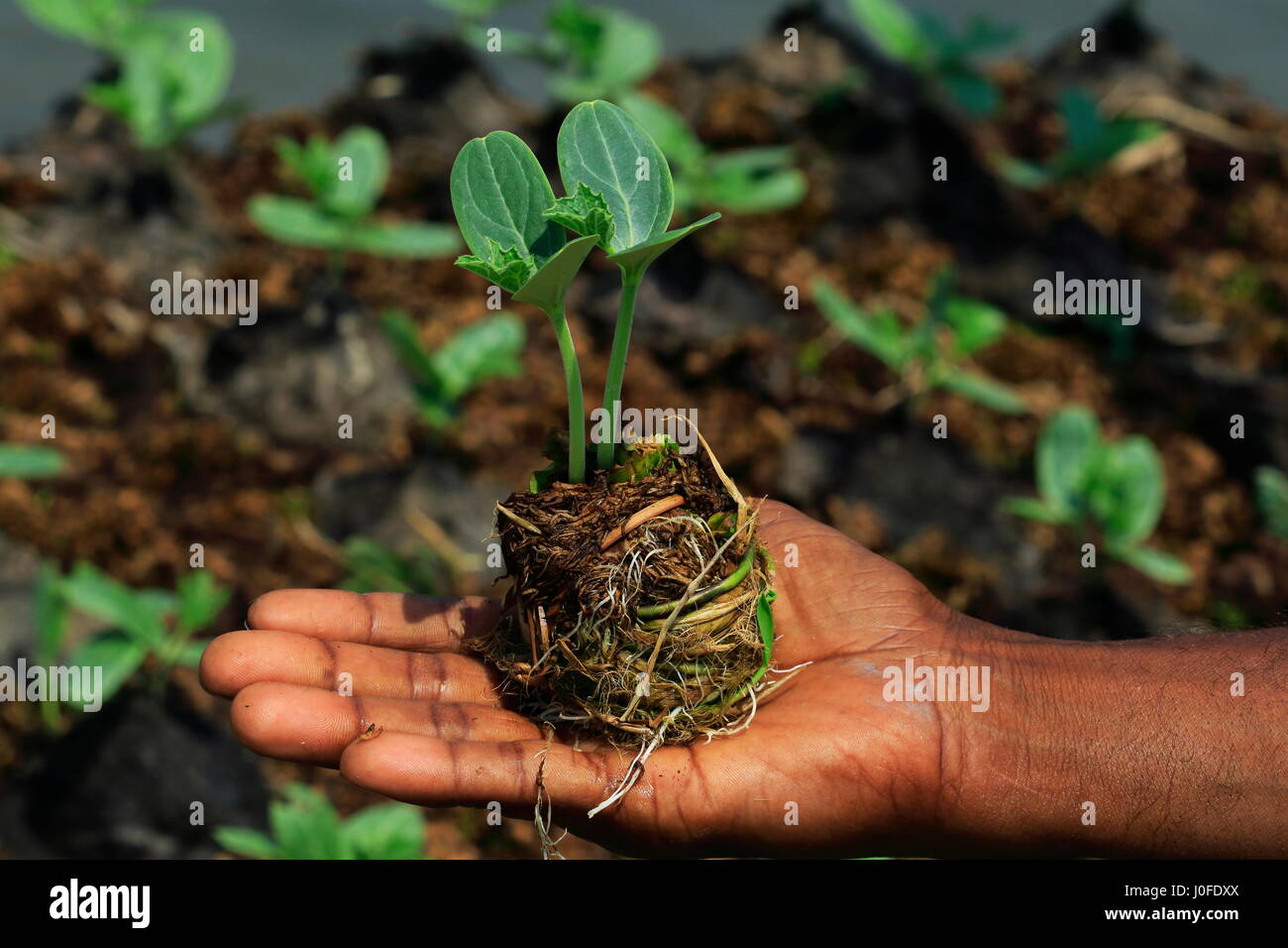 Floating seedlings hi-res stock photography and images - Alamy