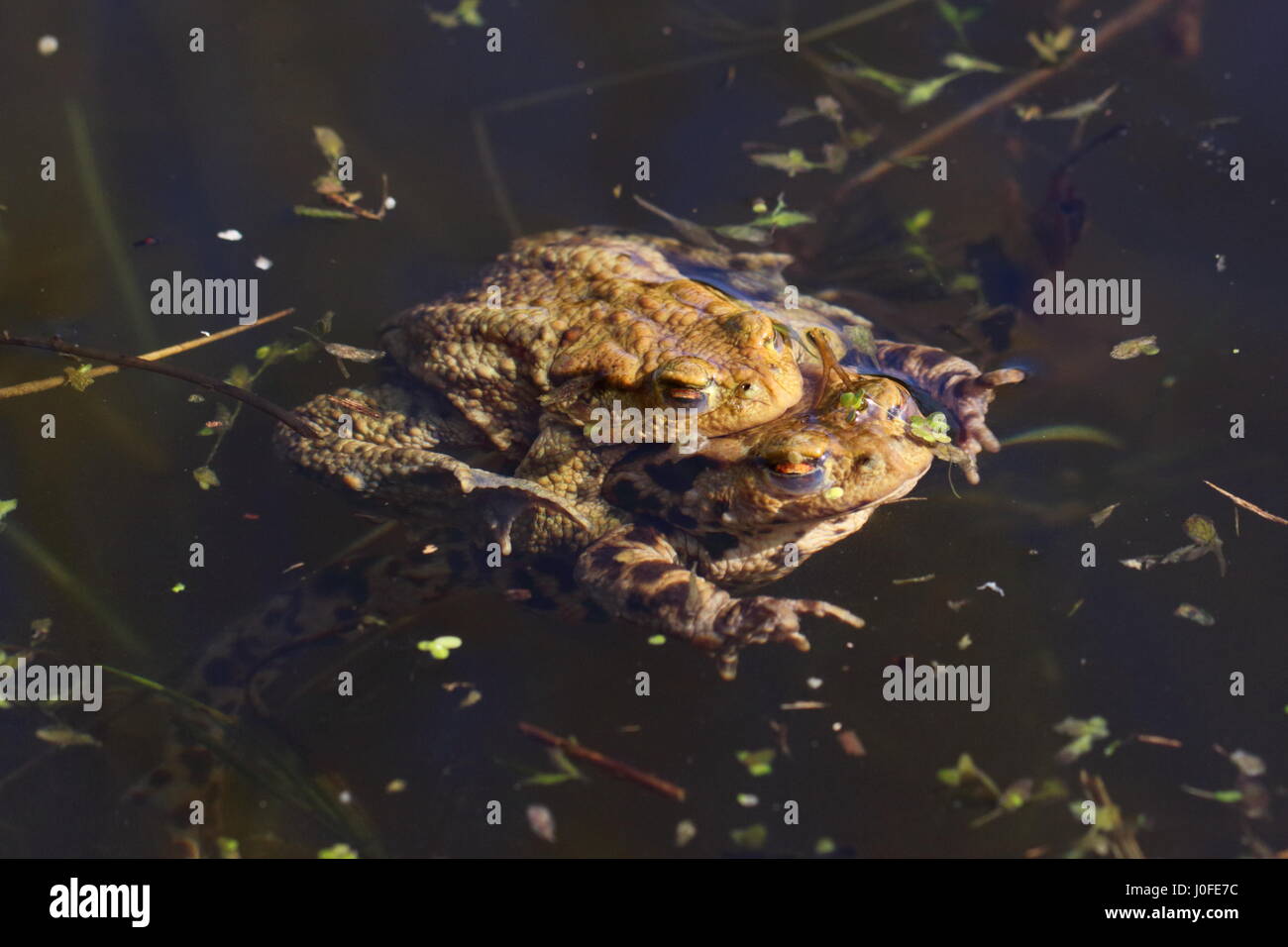 Mating Common Toad Stock Photo - Alamy