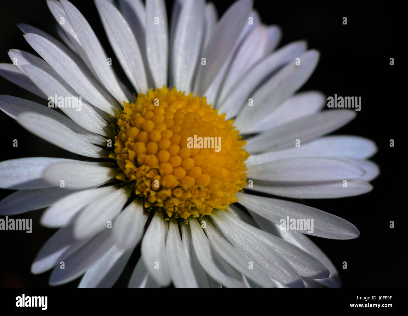 Well lit with natural light hi-res stock photography and images - Alamy