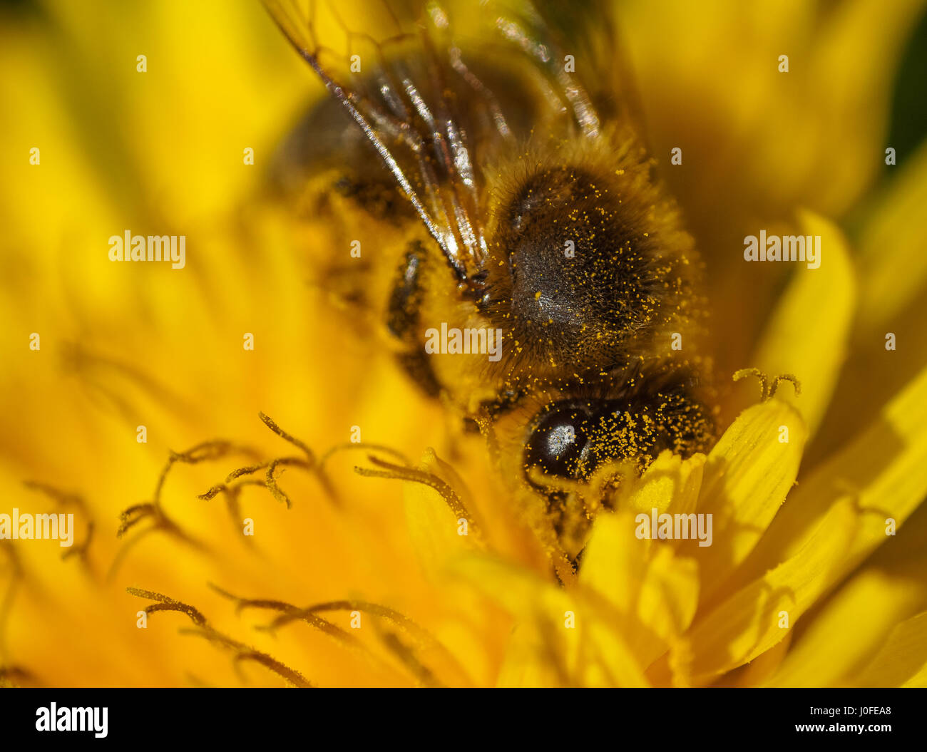 Yellow bee hi-res stock photography and images - Alamy