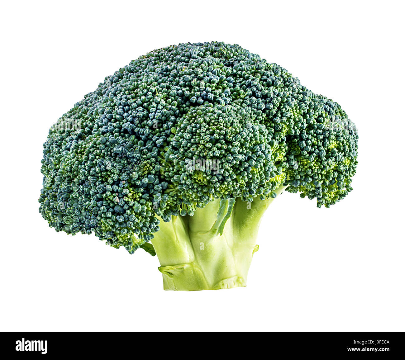 Broccoli isolated on white hi-res stock photography and images - Alamy