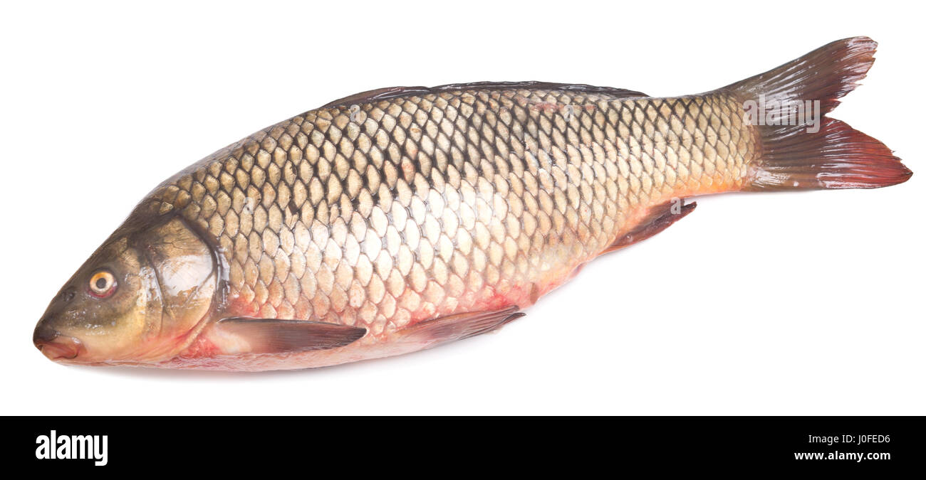 raw fresh carp on white background Stock Photo - Alamy