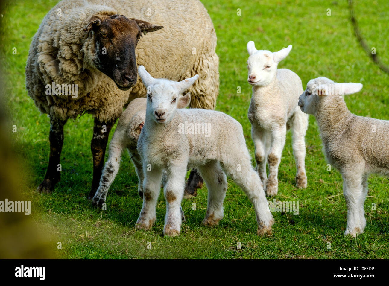 Born in the borders hi-res stock photography and images - Alamy