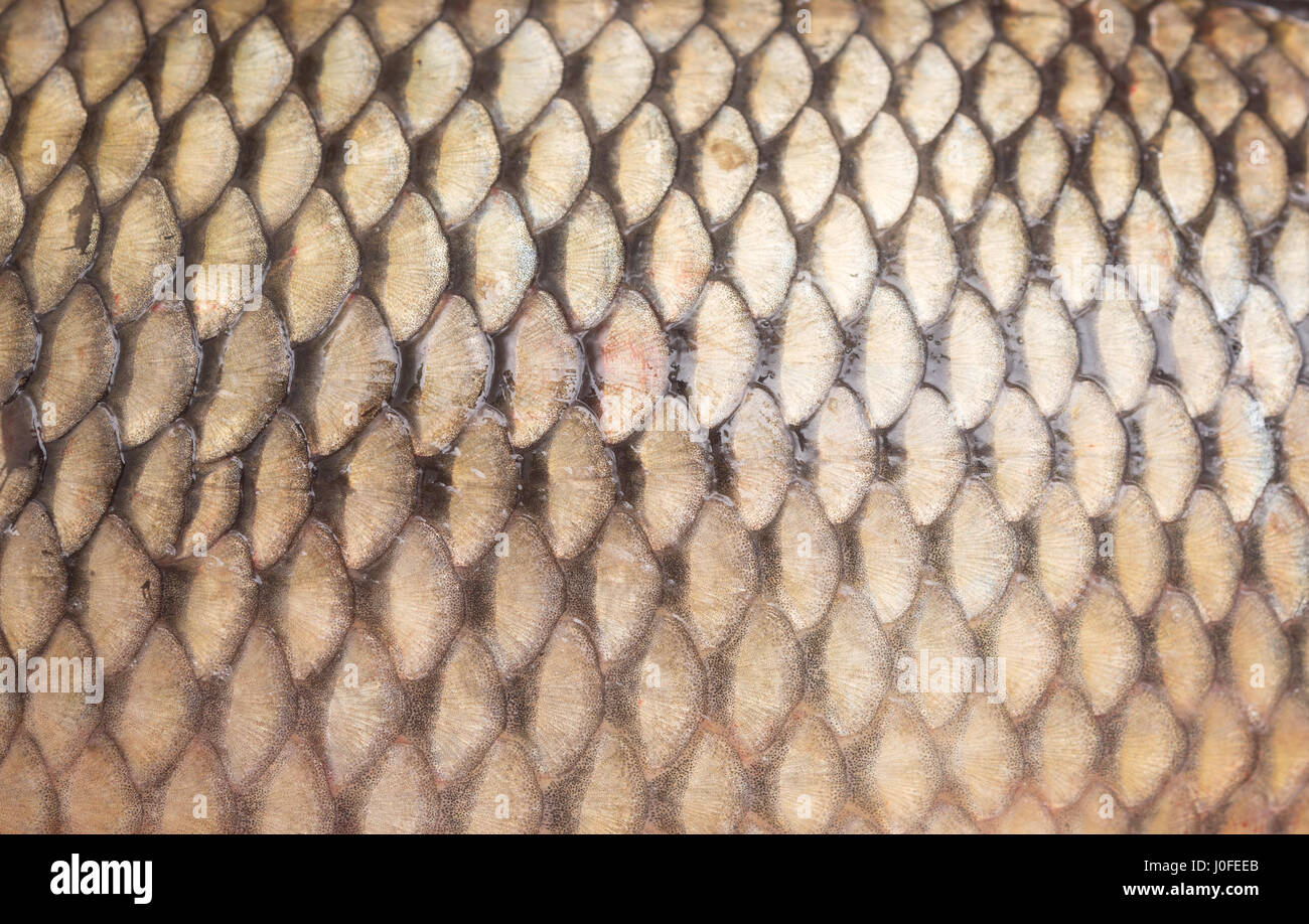 fish scale background Stock Photo - Alamy