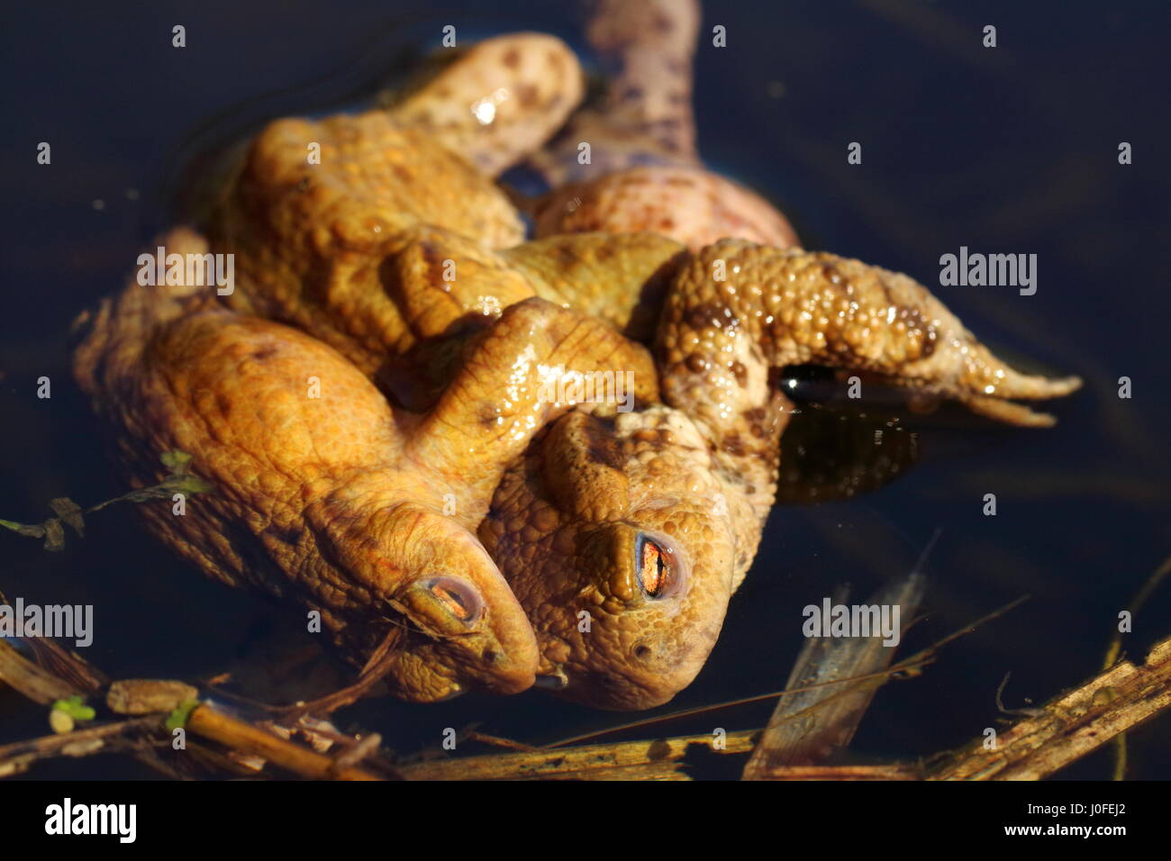 Common Toad Mating Ball Stock Photo - Alamy