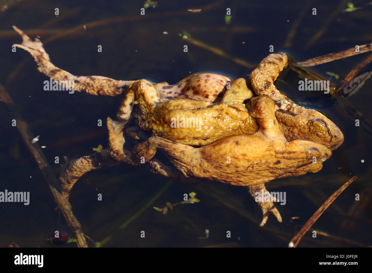 Common Toad Mating Ball Stock Photo - Alamy