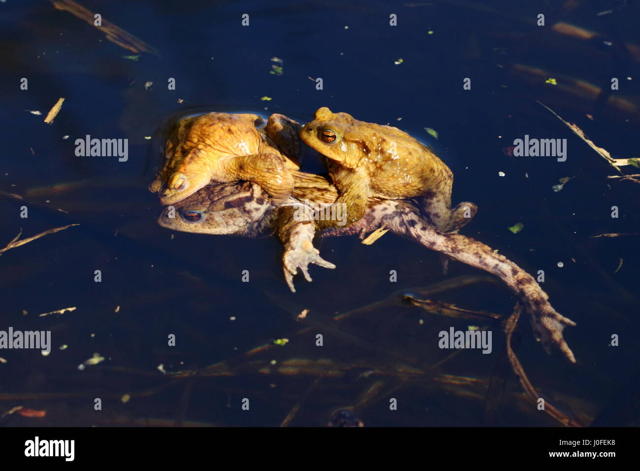 Common Toad Mating Ball Stock Photo - Alamy