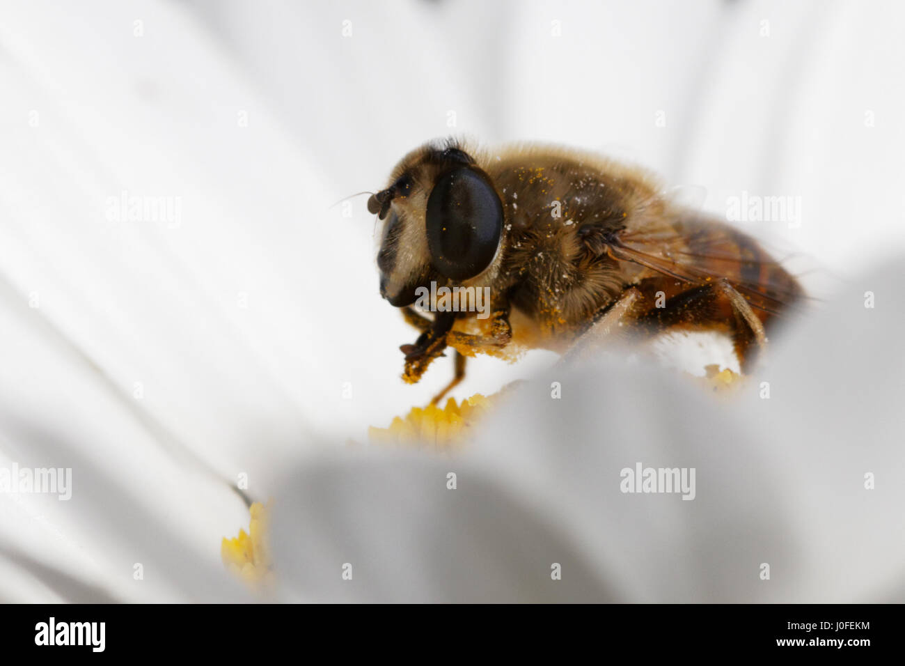 A honey bee gathering nectar from a daisy Stock Photo - Alamy