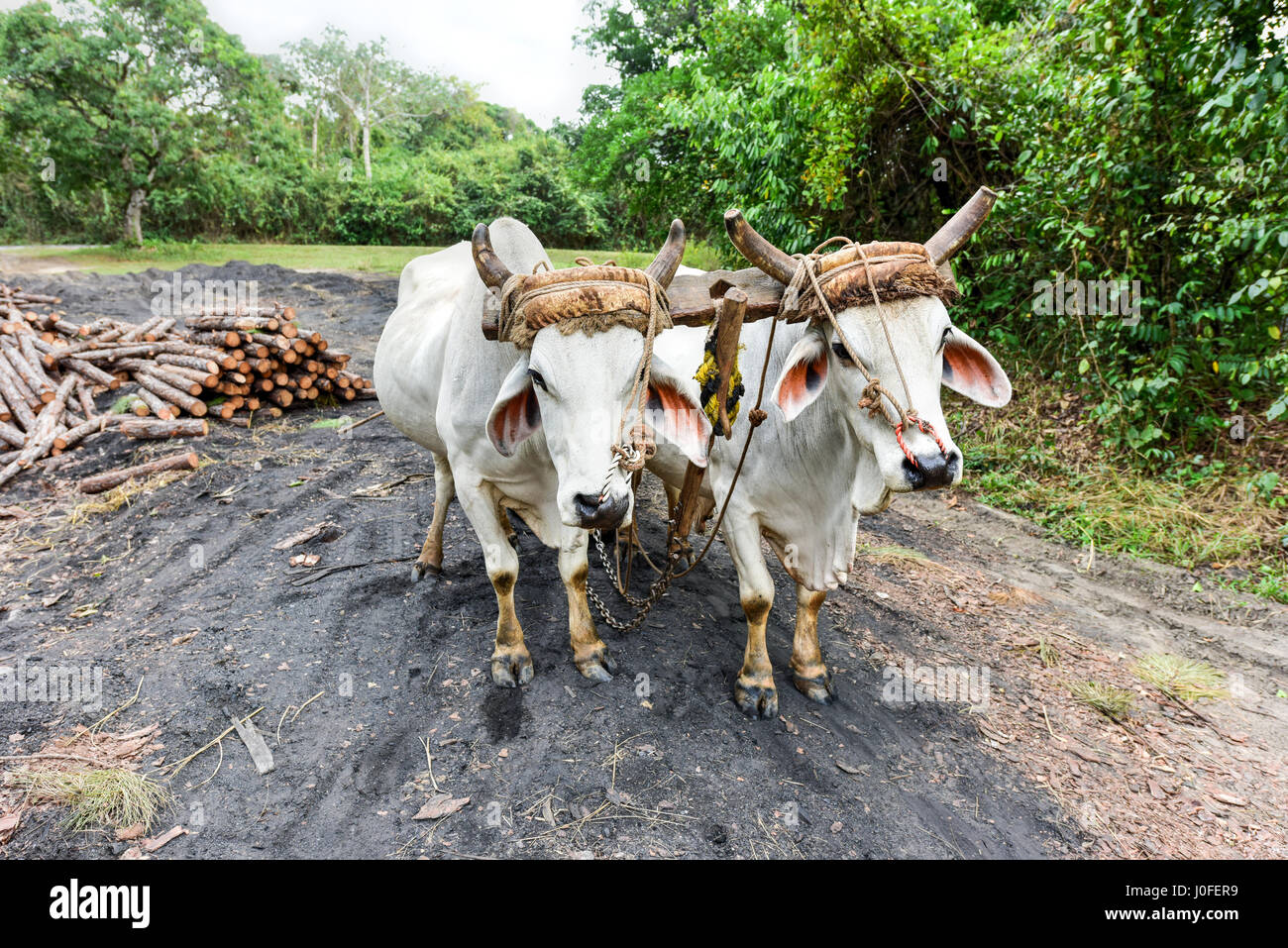 Cuban Cow in the field in Vinales, Cuba Stock Photo - Alamy