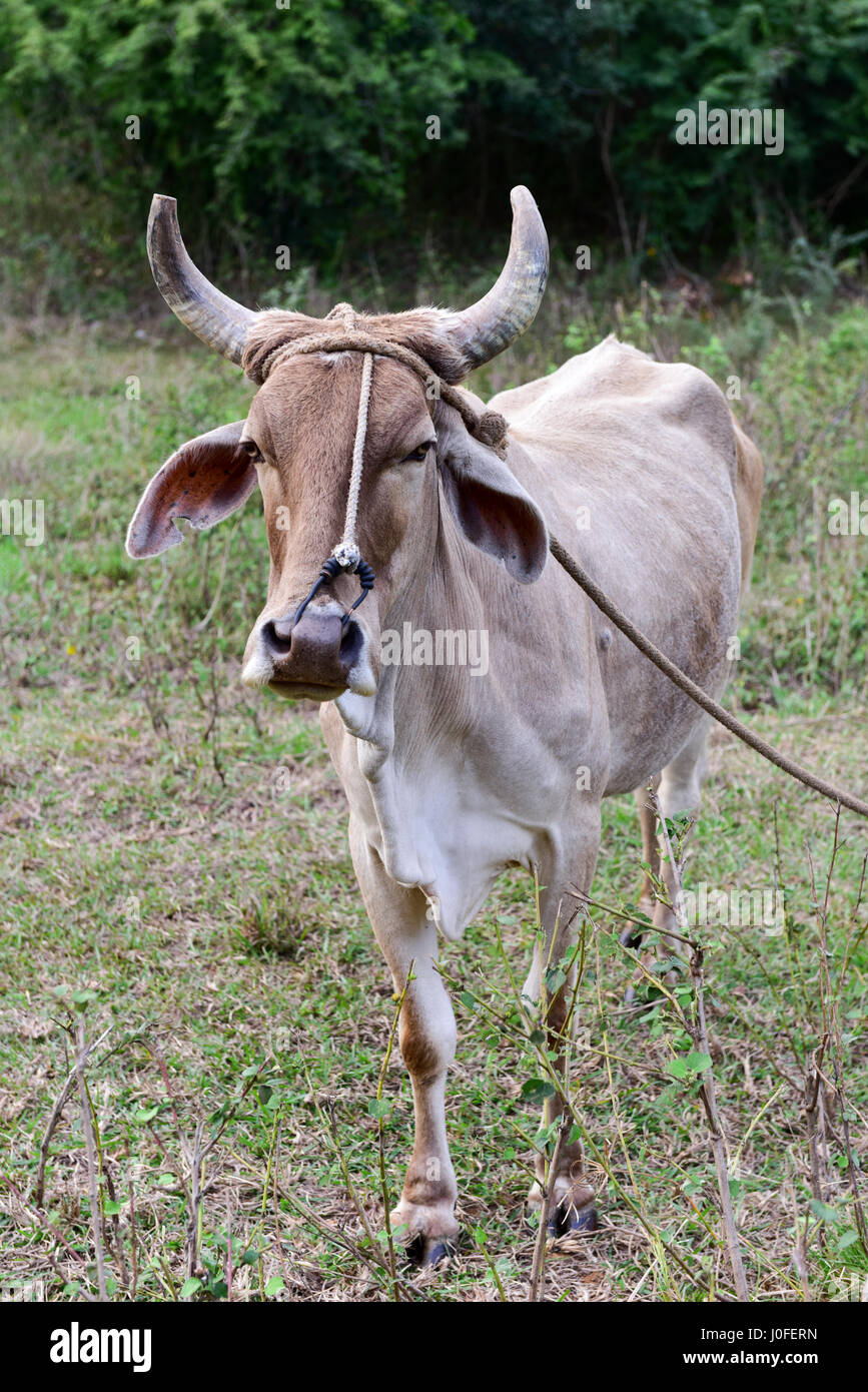 Cuban Cow in the field in Vinales, Cuba Stock Photo - Alamy